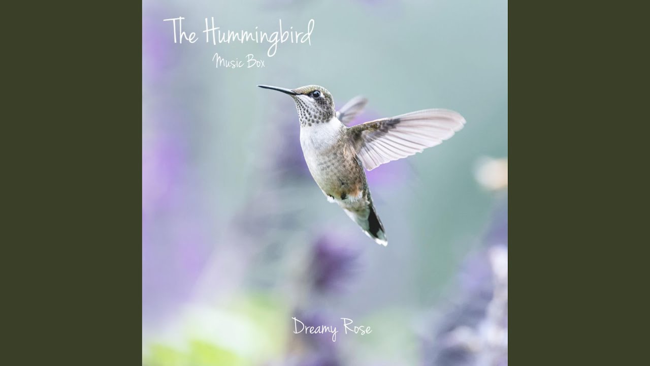 The Hummingbird (Music Box) - YouTube