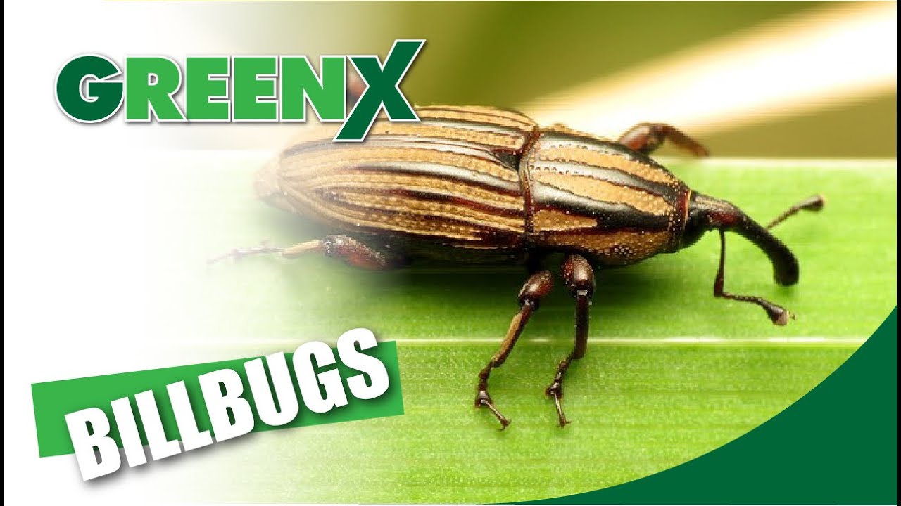 GreenX Lawn Care Explains Billbugs And How They Can Kill Your Lawn ...