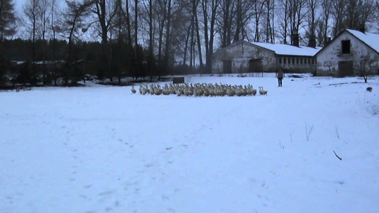 sheltie herding geese - YouTube