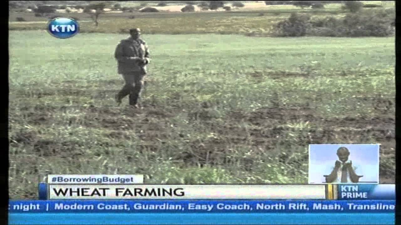 Narok farmers decry losses following poor weather patterns - YouTube
