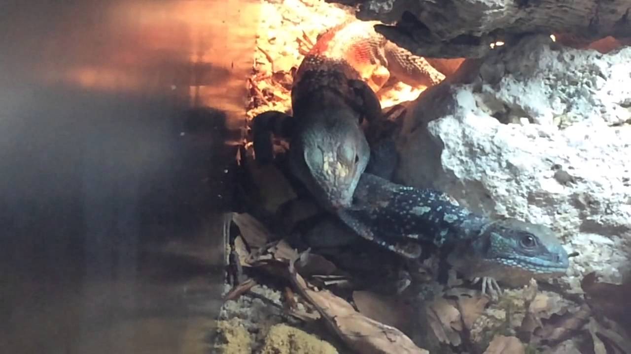Ctenosaura defensor breeding attempt - YouTube
