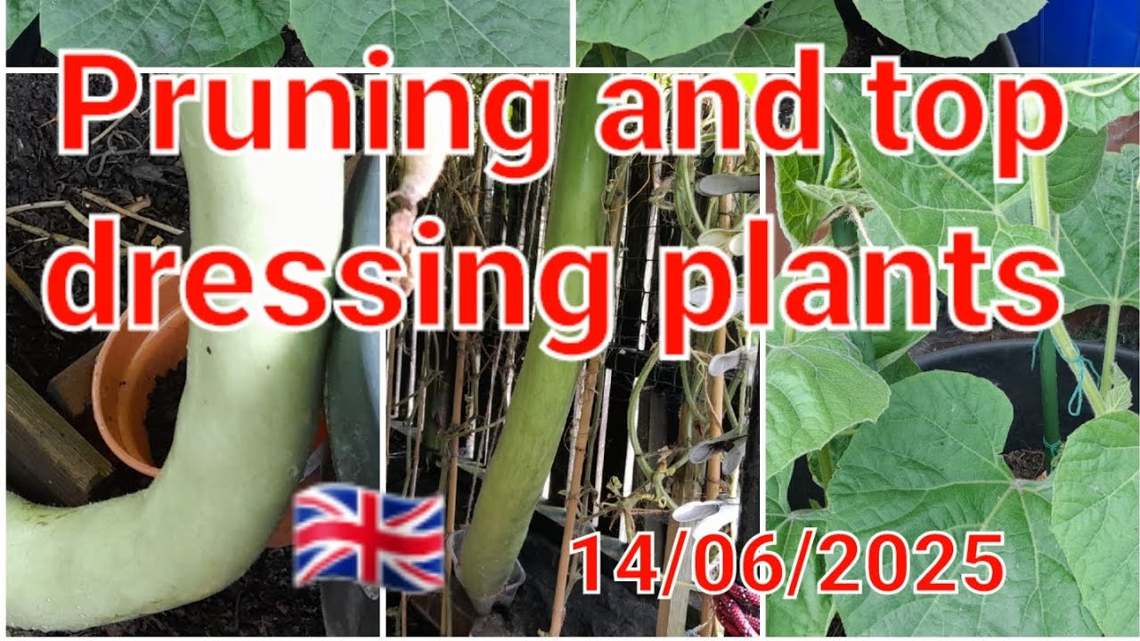 Pruning and top dressing plants in my allotment today for better ...