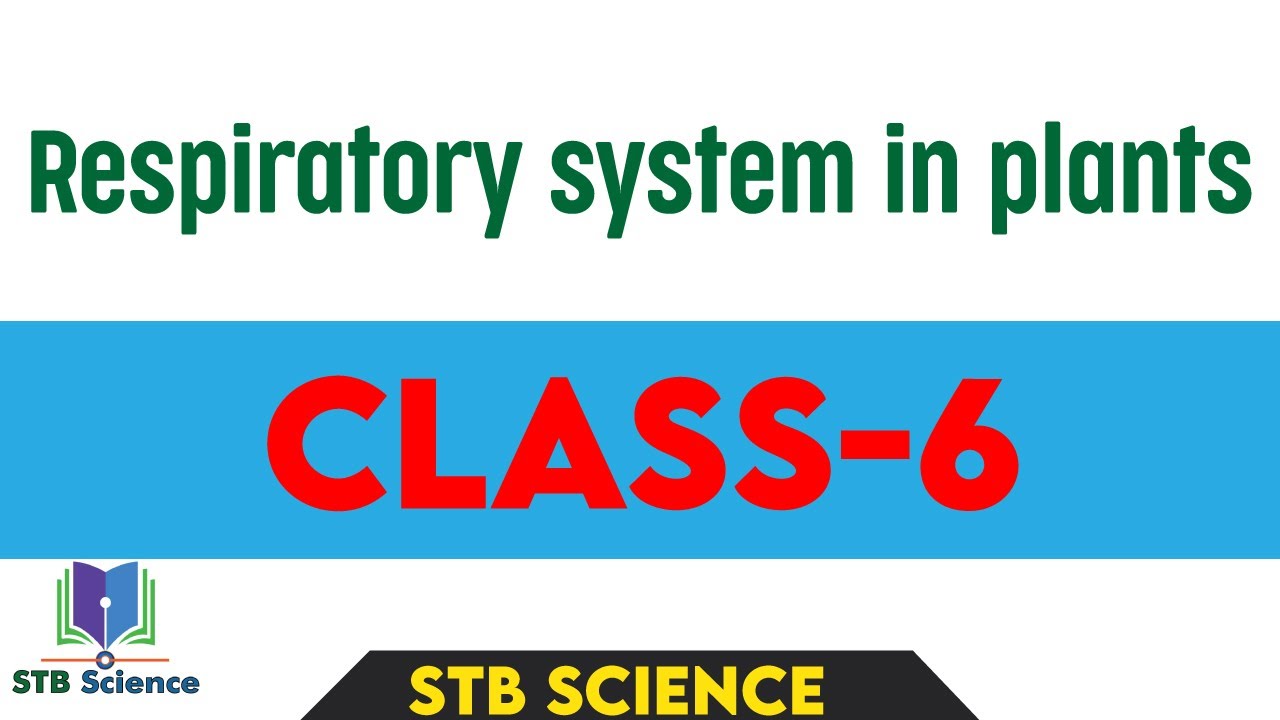 Respiratory System In Plant. Plant Respirationa and Photosynethesis#STB ...