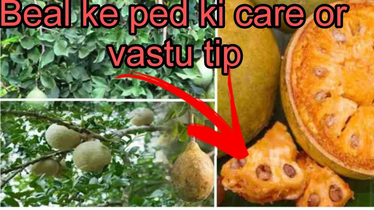 Beal ke ped ki care or vastu tip - YouTube