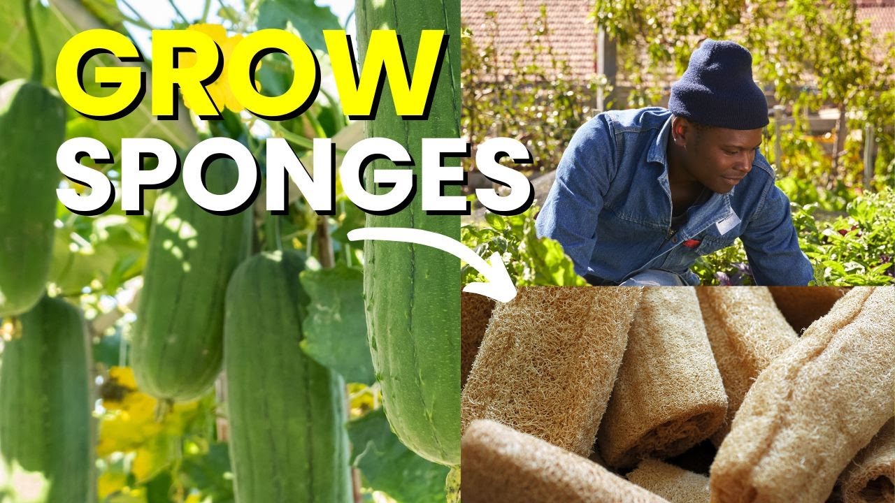 THE AMAZING BENEFITS OF GROWING LUFFA IN YOUR GARDEN - YouTube