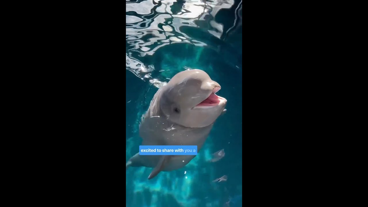 Help us Name the Newest Addition to the Beluga Pod! - YouTube
