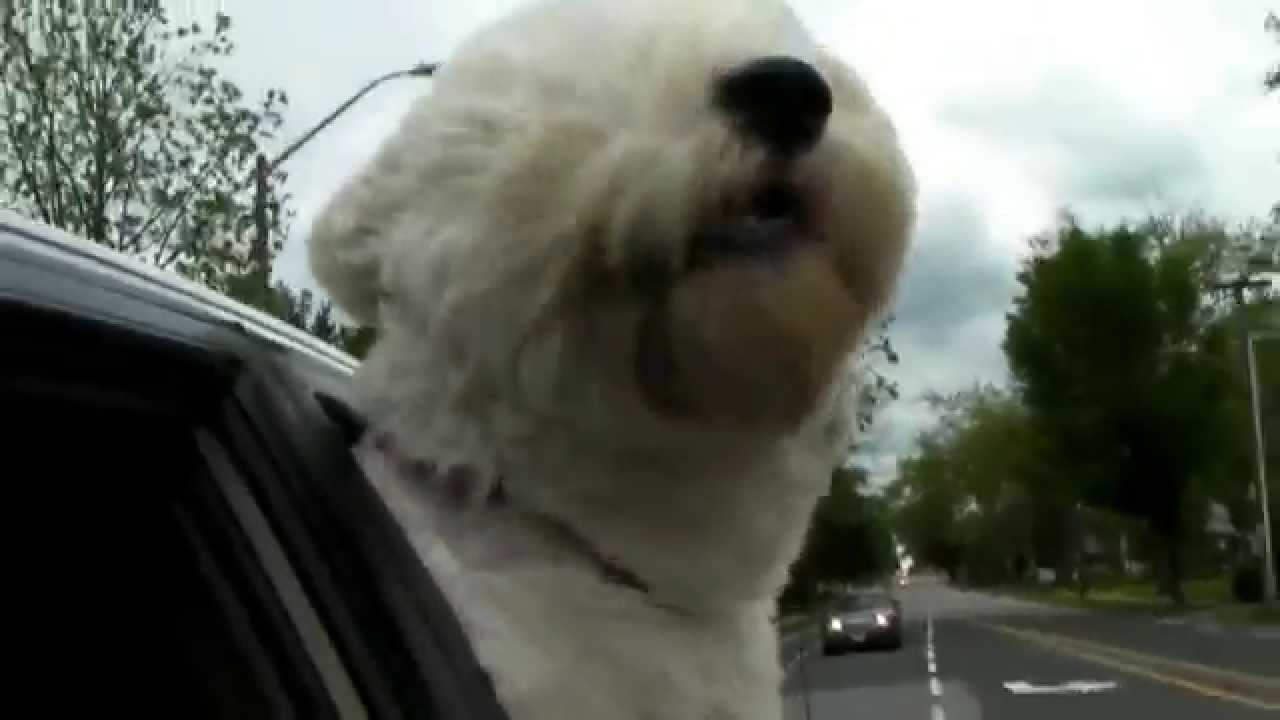 ruff raff.mp4 - YouTube