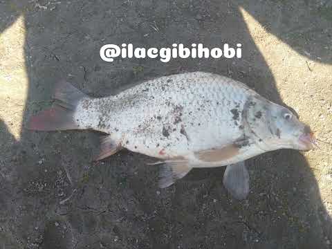 Sazan Balığı Hangi Aylar da Daha çok Tutulur. Sazan Balığı Avı