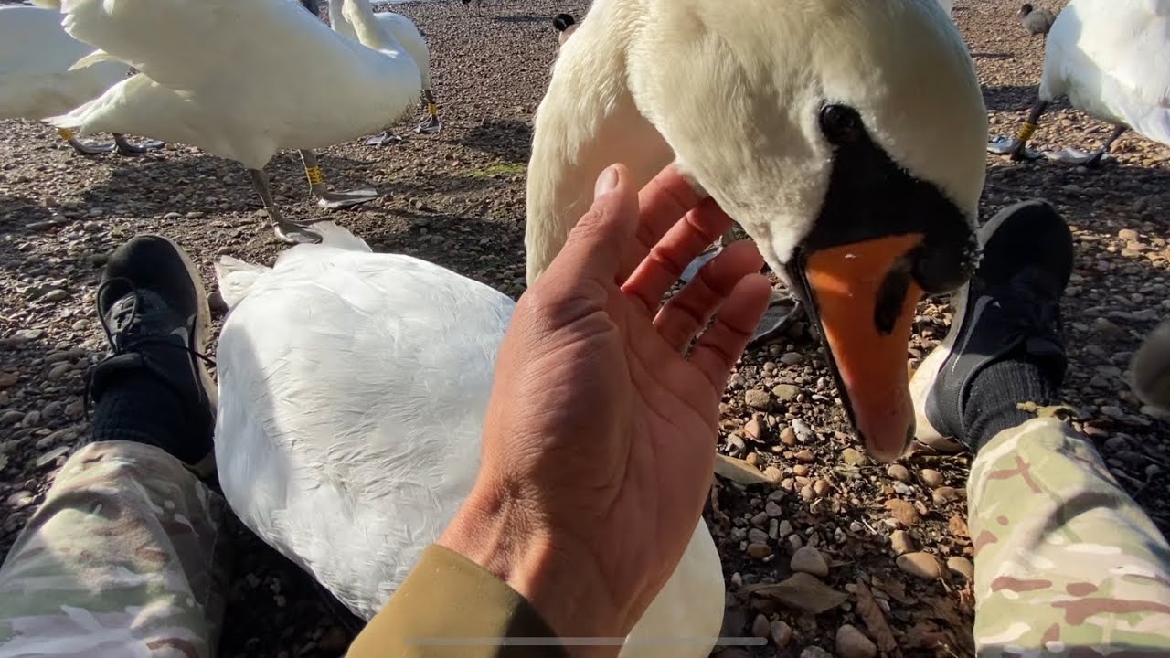 Wild mute Swan getting goosebumps from a chin tickle 😂 - YouTube