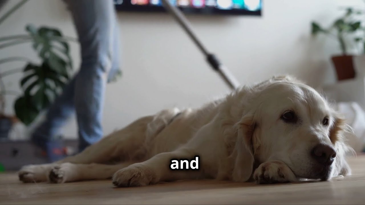 Can Dogs Dream ? The Fascinating World of Canine Sleep - YouTube