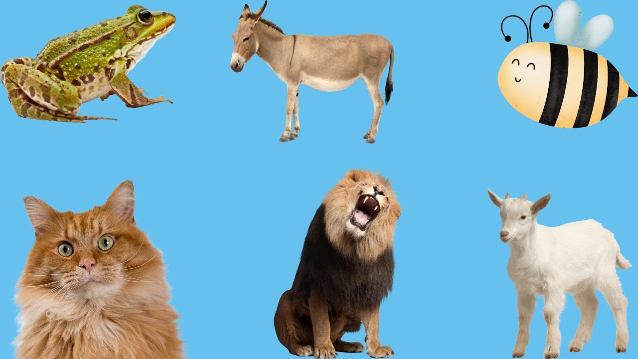 CUTE LITTLE ANIMALS - Tiger, ion, cow, elephant, dog, cat, chicken ...