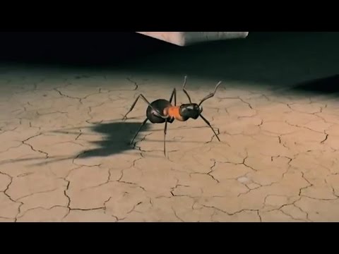 Karınca Mucizesi - Kuranda Hayvanlar İle İlgili Ayetlerdeki Mucize
