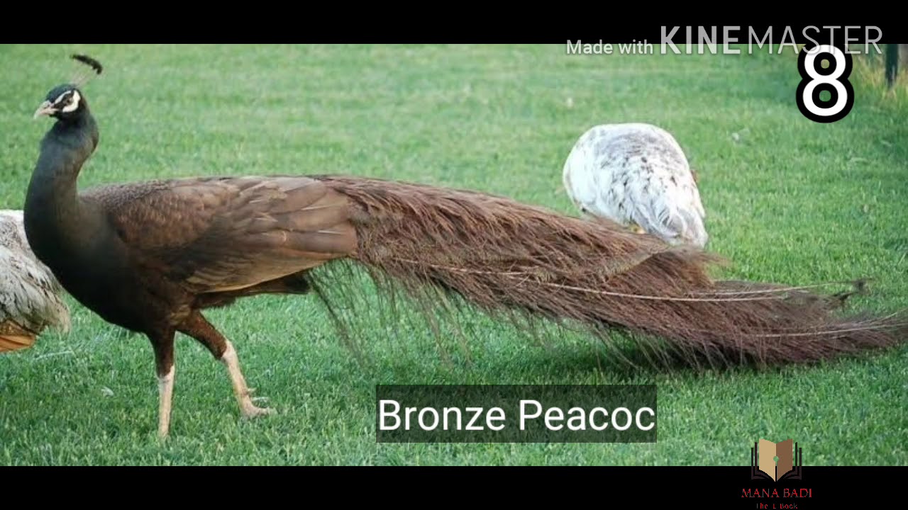 Different types of Peacocks are there in the World according to their ...