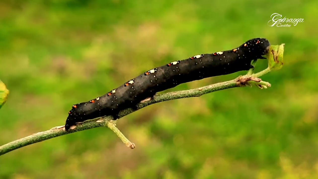 Butterfly flying and insect video - YouTube