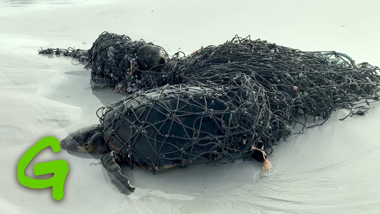 Ghost Nets: The hidden threat to marine life - YouTube