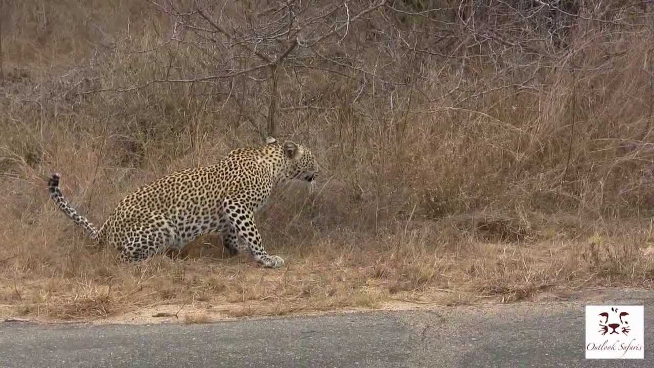 Awesome Leopard Sightings - YouTube