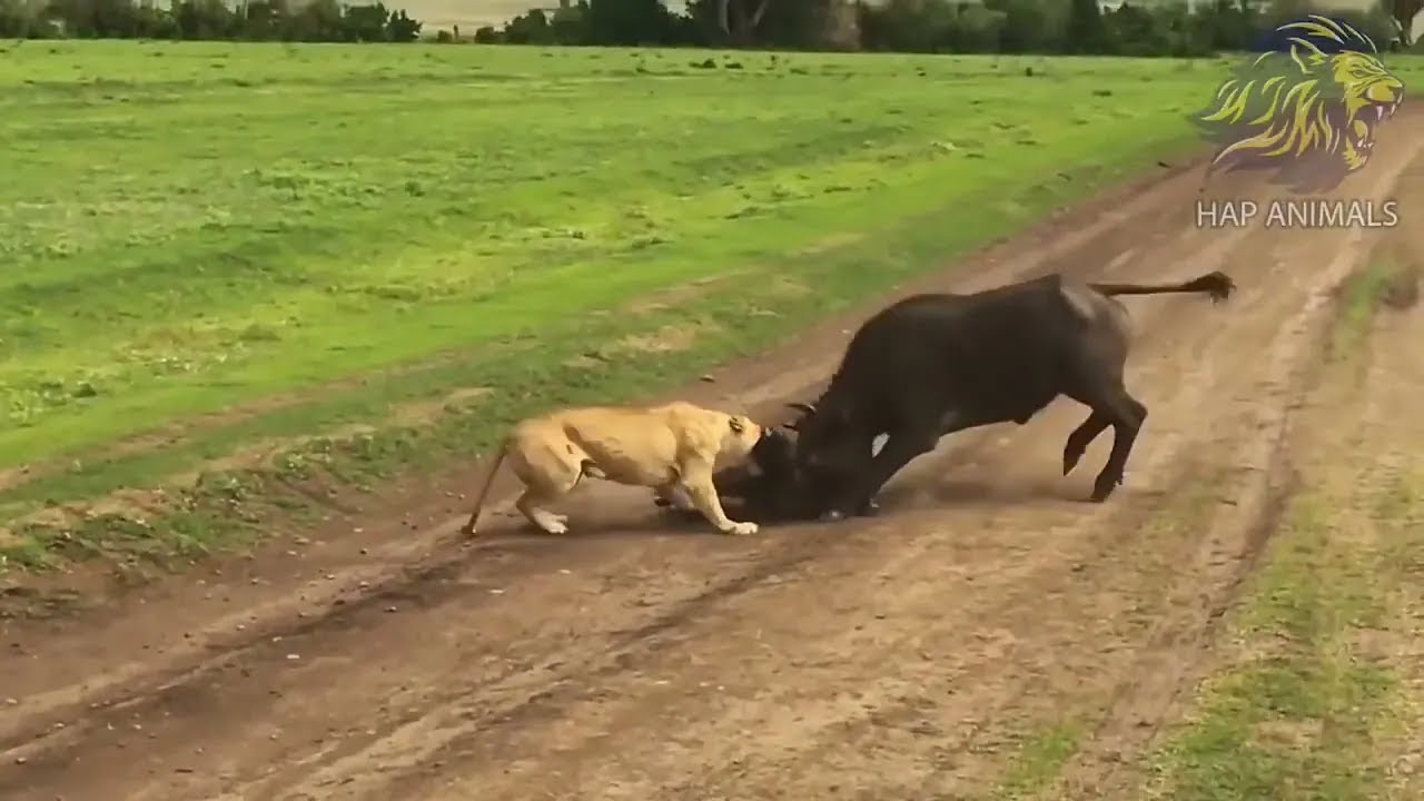 Leopard was Tightened When Trying To Catch Giant Python Mother Buffalo Push Hard Lion to Save ...