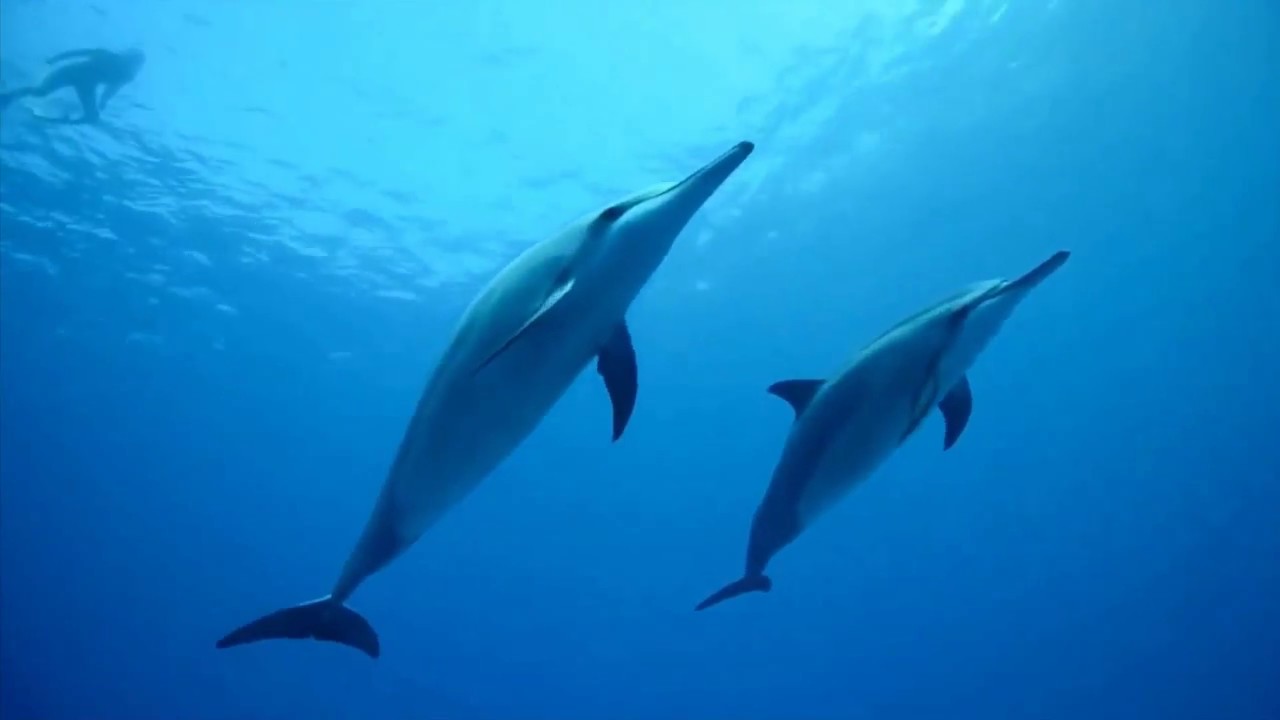 Dolphino - Set Them Free (Free The Dolphins) (Force & Gordon's Radio Mix) (1996) - YouTube