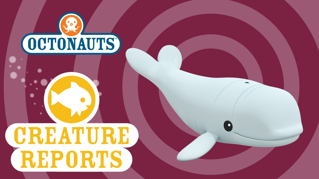 Octonauts: Creature Reports - Beluga - YouTube