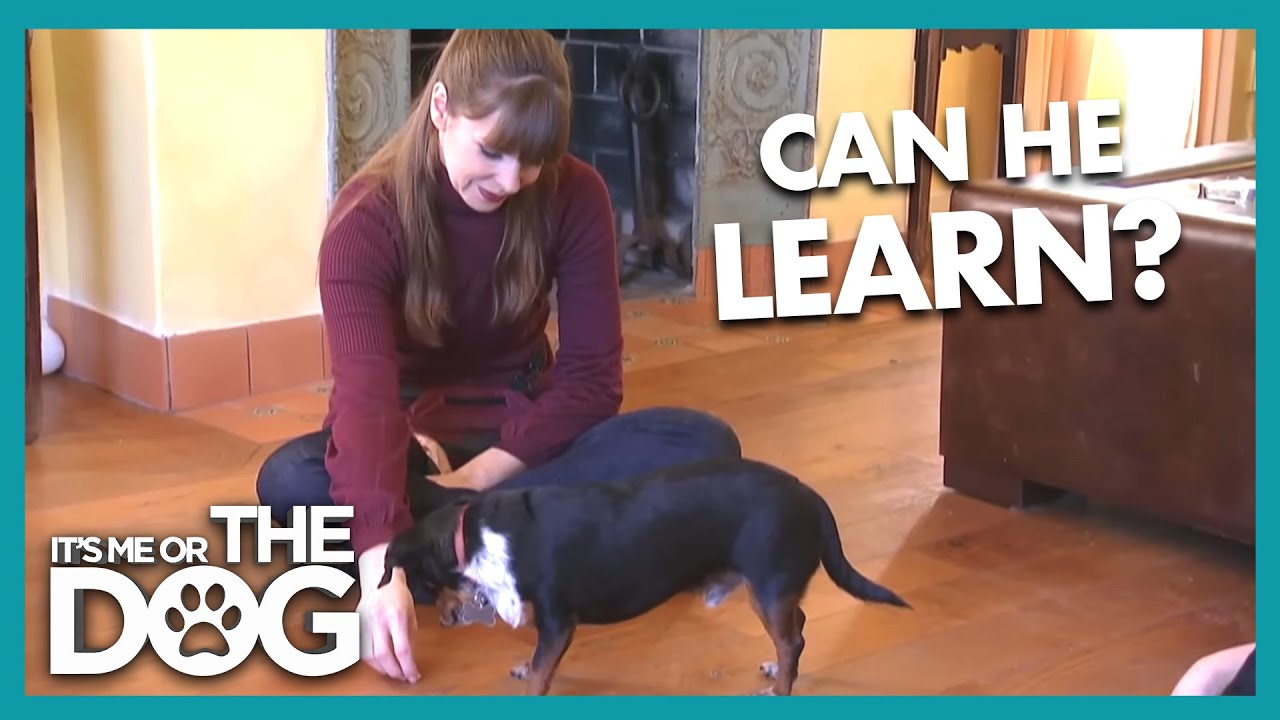 Victoria Stilwell's Toughest Case: Training the "Untrainable" Dog! | It ...
