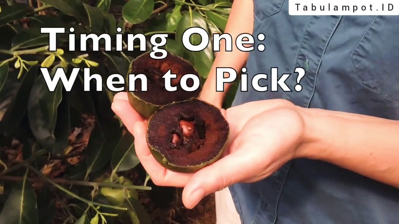 BUAH BLACK SAPOTE/ SAWO HITAM MEXICO ,BUAH RASA PUDDING COKELAT - YouTube