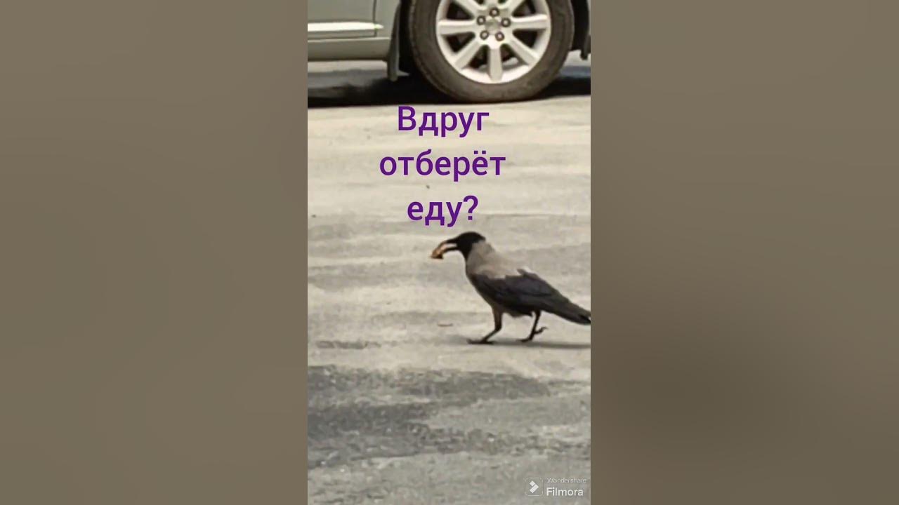 Умная ворона🙂 - YouTube