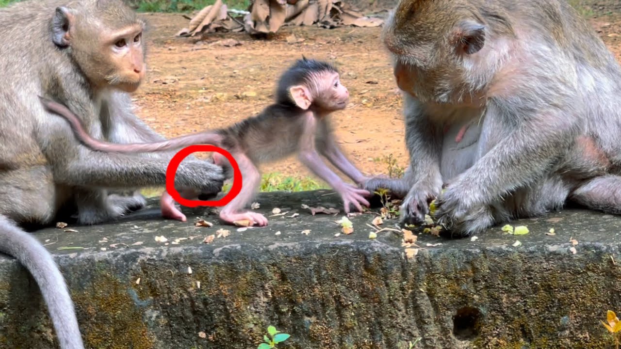 Documentary about monkeys living in Cambodia|Monkey Footage|Scene ...
