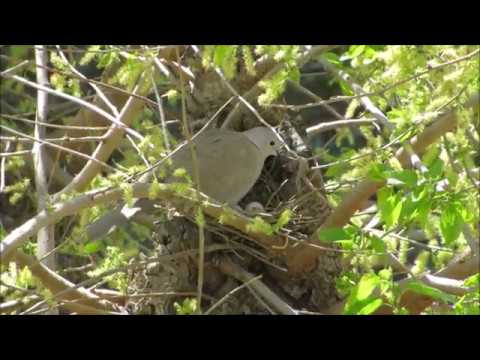 collared dove from egg to chick - YouTube