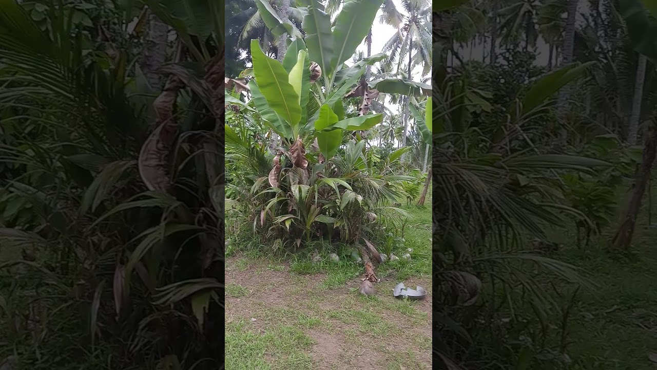 Feature sa bukid - YouTube