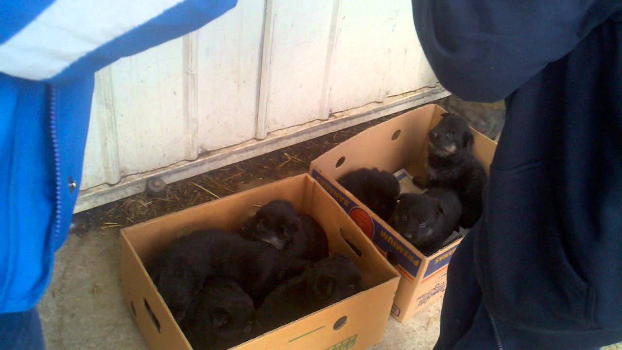 Amish Shepherds - YouTube