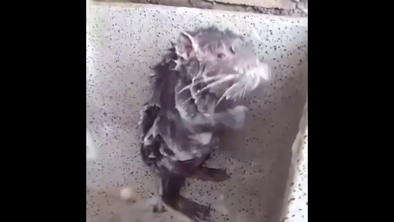 This rat is bathing 😱😱😱 - YouTube