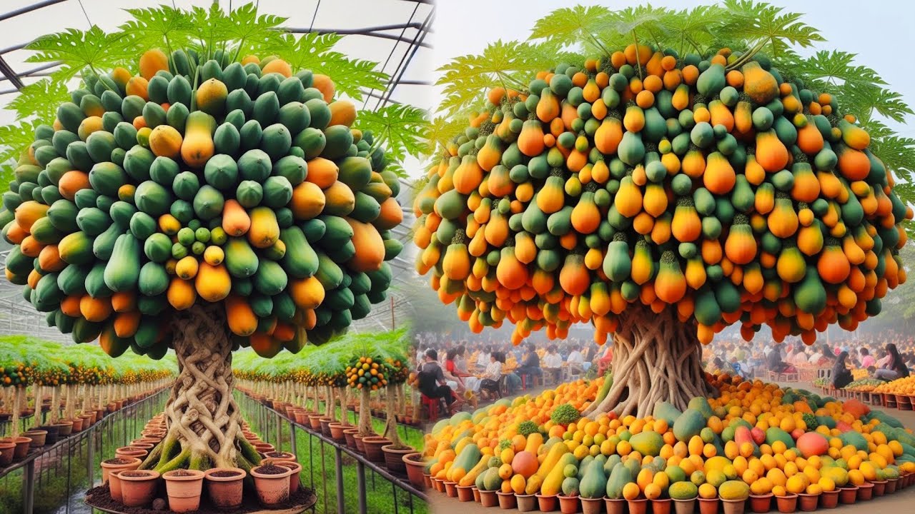 Sam fruit gets more fruit than ever before - YouTube