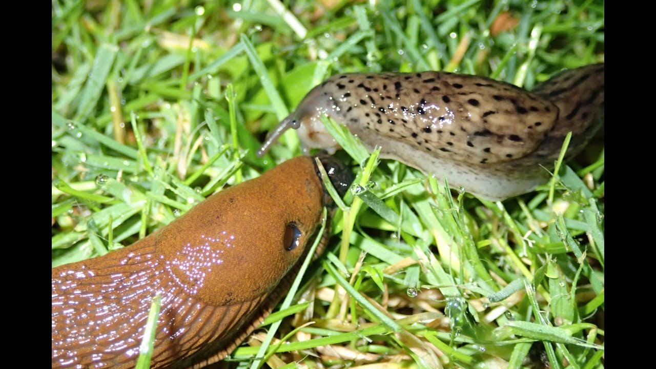 Spanish slug Attacked by Leopard slug beast - YouTube