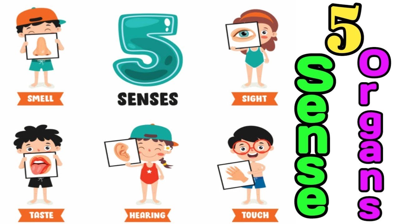 5 Sense Organs/Sense Organs Name For Kids/Sense Organs/Which Are Sense ...