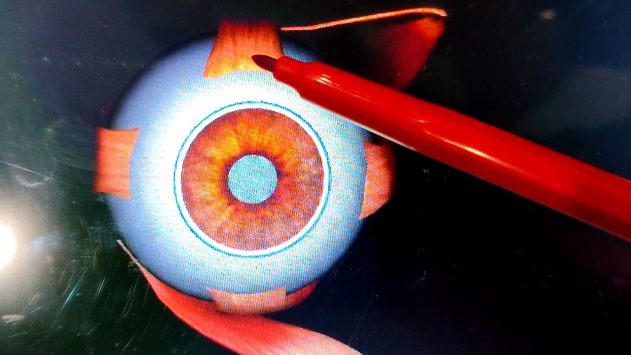 Anatomy of the eye||Eye ball anatomy || Eye lectures || Gross anatomy ...