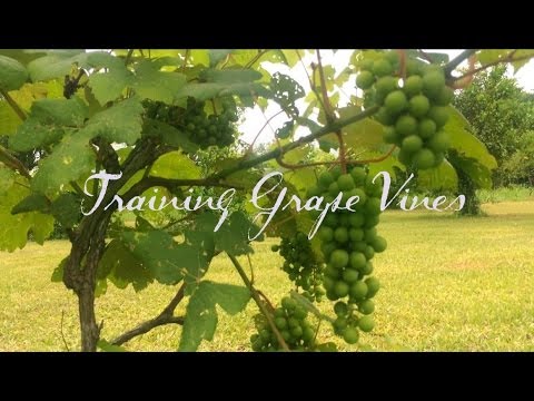 Training Grape Vines - YouTube