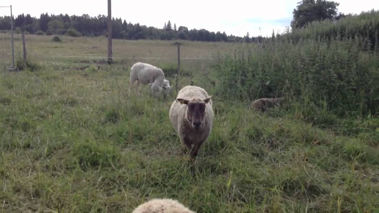 Finull sheeps - YouTube