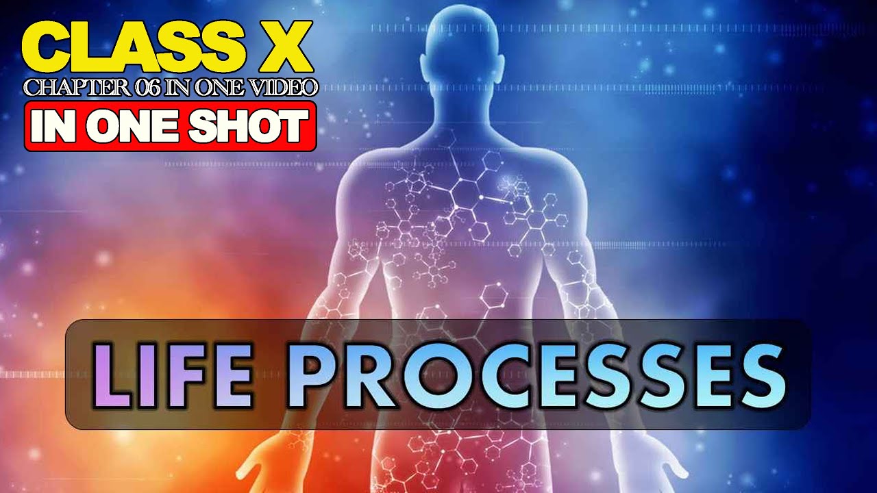 Life Processes Class 10 full Chapter | Class 10 Science Chapter 6 ...