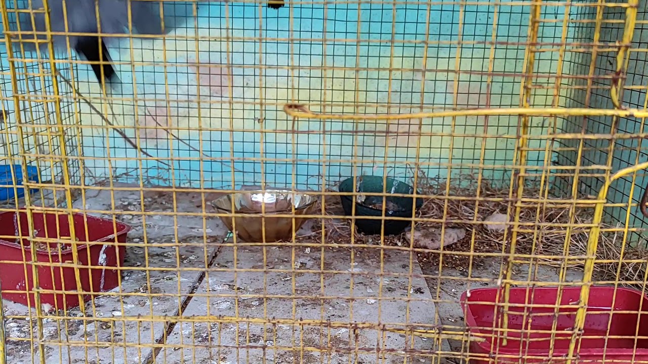java bird breeding cage - YouTube