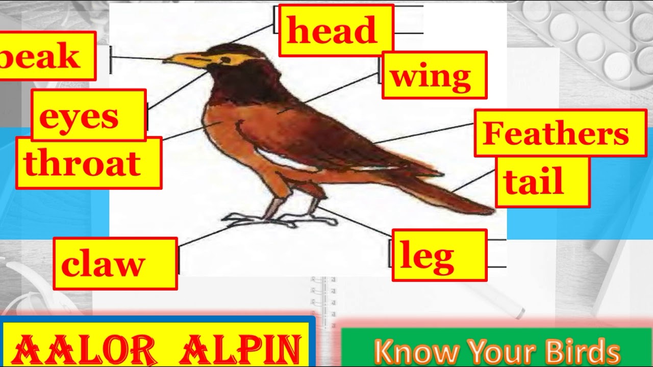 WBBPE Class Three Butterfly Know Your Birds Part 2 Activities YouTube WBBPE Class Three Butterfly Know Your Birds Part 2 Activities YouTube