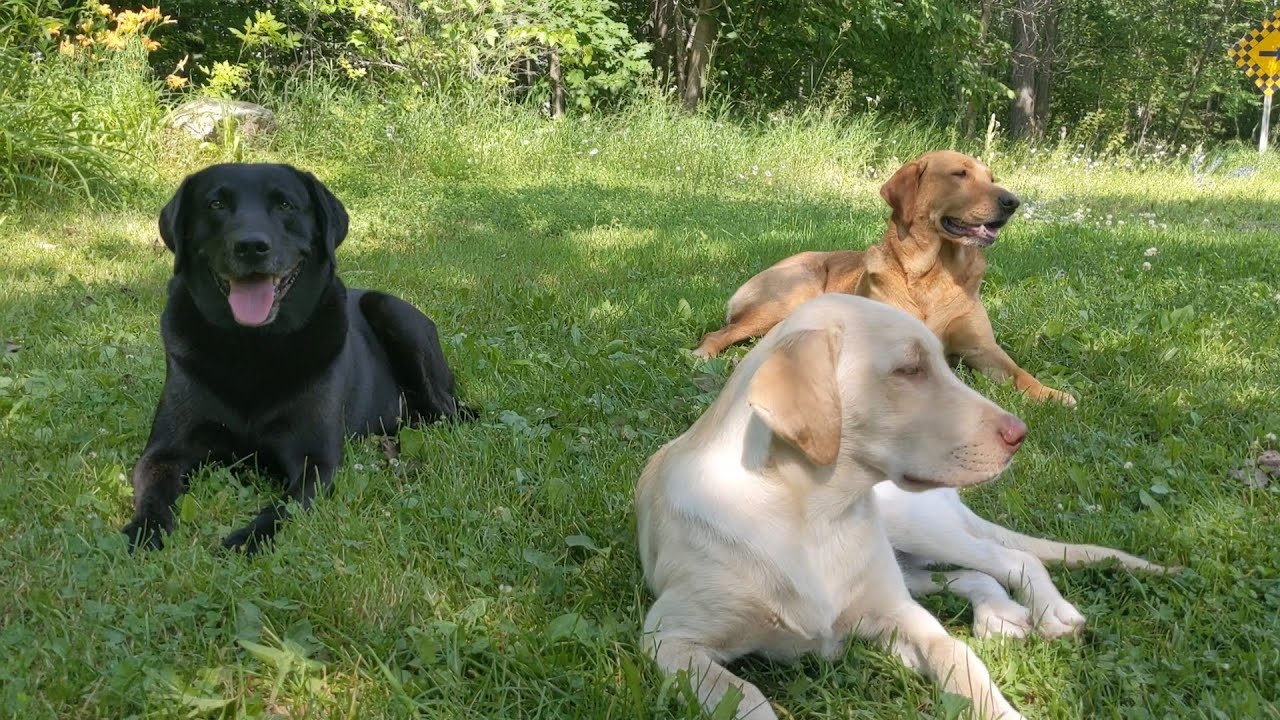 5 Labradors having fun! #doglover #cutepet #labradorlovers #subscribe ...