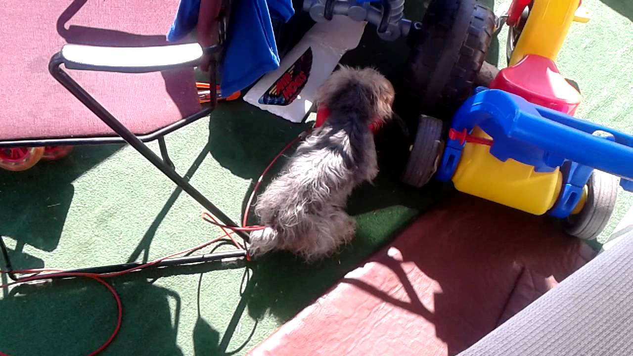 Yorkie beating up a boxing glove - YouTube