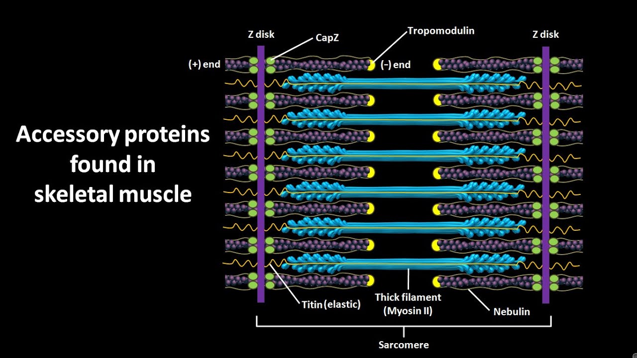 Accessory proteins found in skeletal muscle | CSIR NET LS JRF | GATE # ...