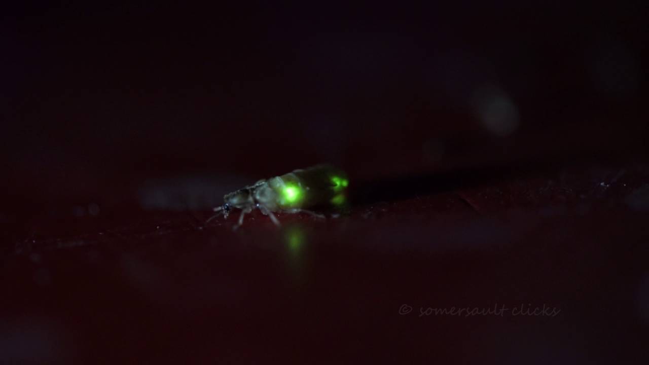 Firefly Closeup - YouTube