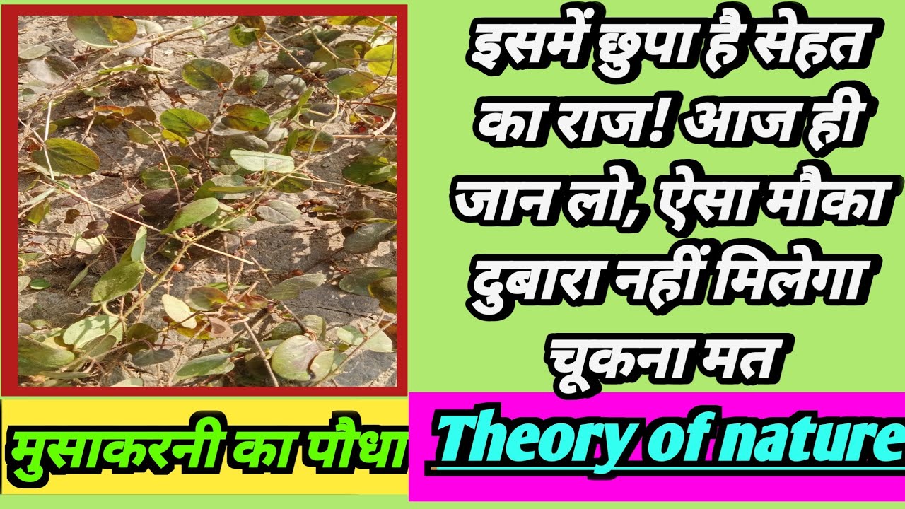 Musakarni ek chamtkari aushdhi - YouTube