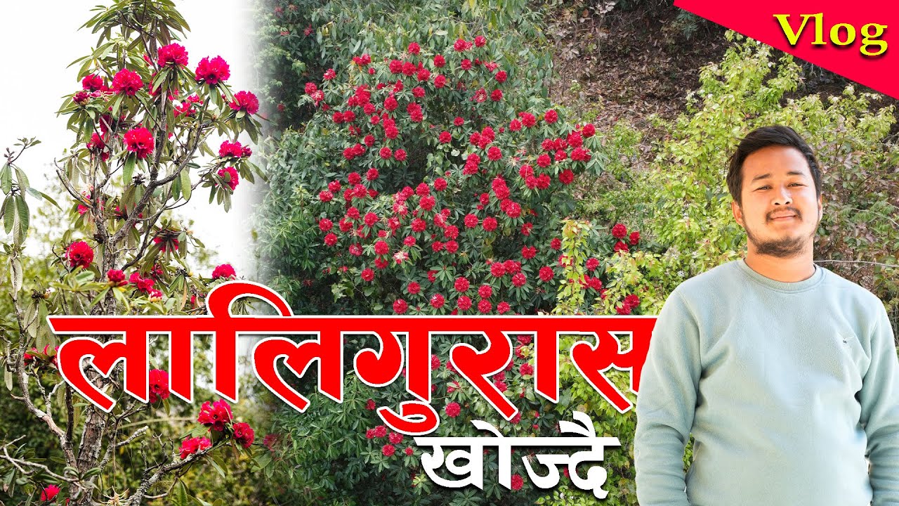 आहा स्वर्ग जस्तै ठाउँ । सल्यानमा पाइने लालीगुरासको भिडियो Laligurash ...