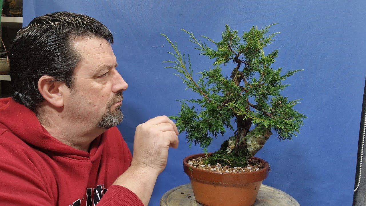 1st styling of juniper root over rock. - YouTube