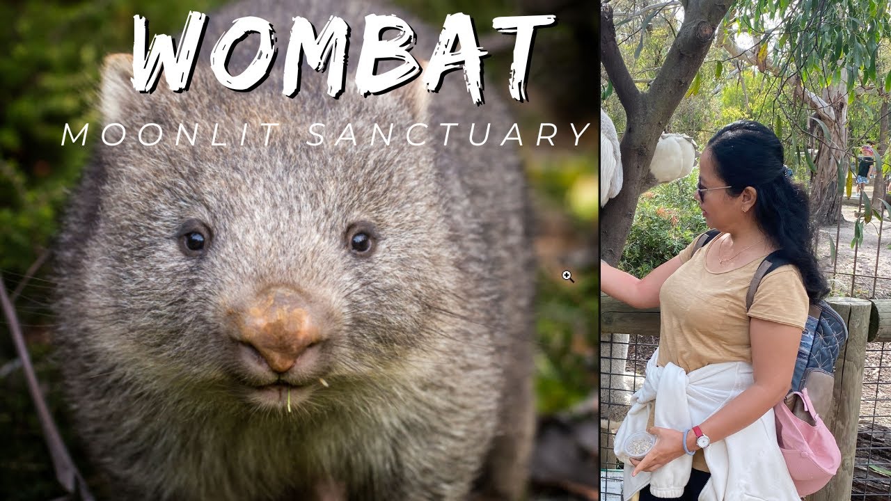 WOMBAT HEWAN ASLI AUSTRALIA YANG PALING MENGGEMASKAN - YouTube