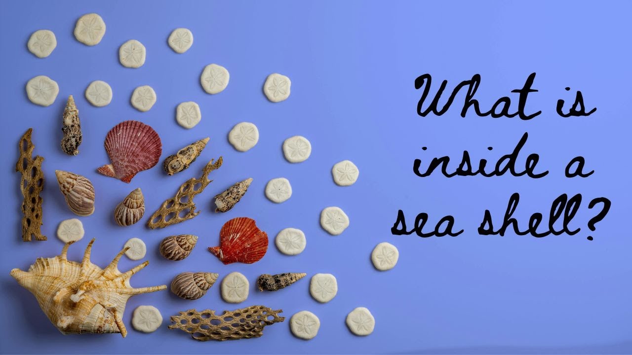 What is inside a seashell?Facts about seashell#viral #videos #seashells ...