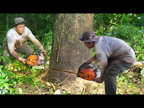 Great Skill Felling Down Heavy Tree! Tree Cutting Down With Chainsaw ...